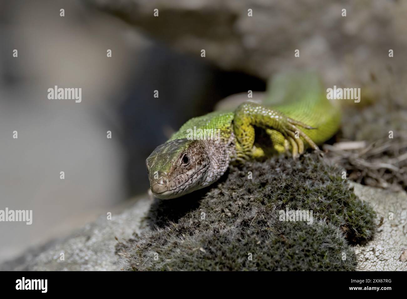 A lizard sunbathing on an overgrown rock Stock Photo - Alamy