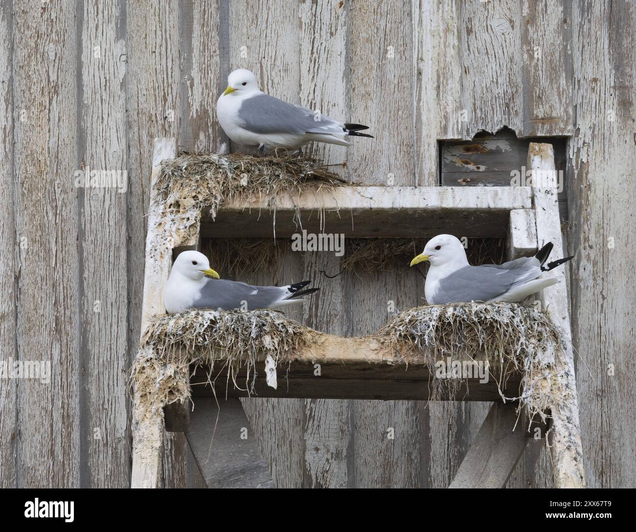 Black-legged kittiwake (Rissa tridactyla), breeding birds on nests ...
