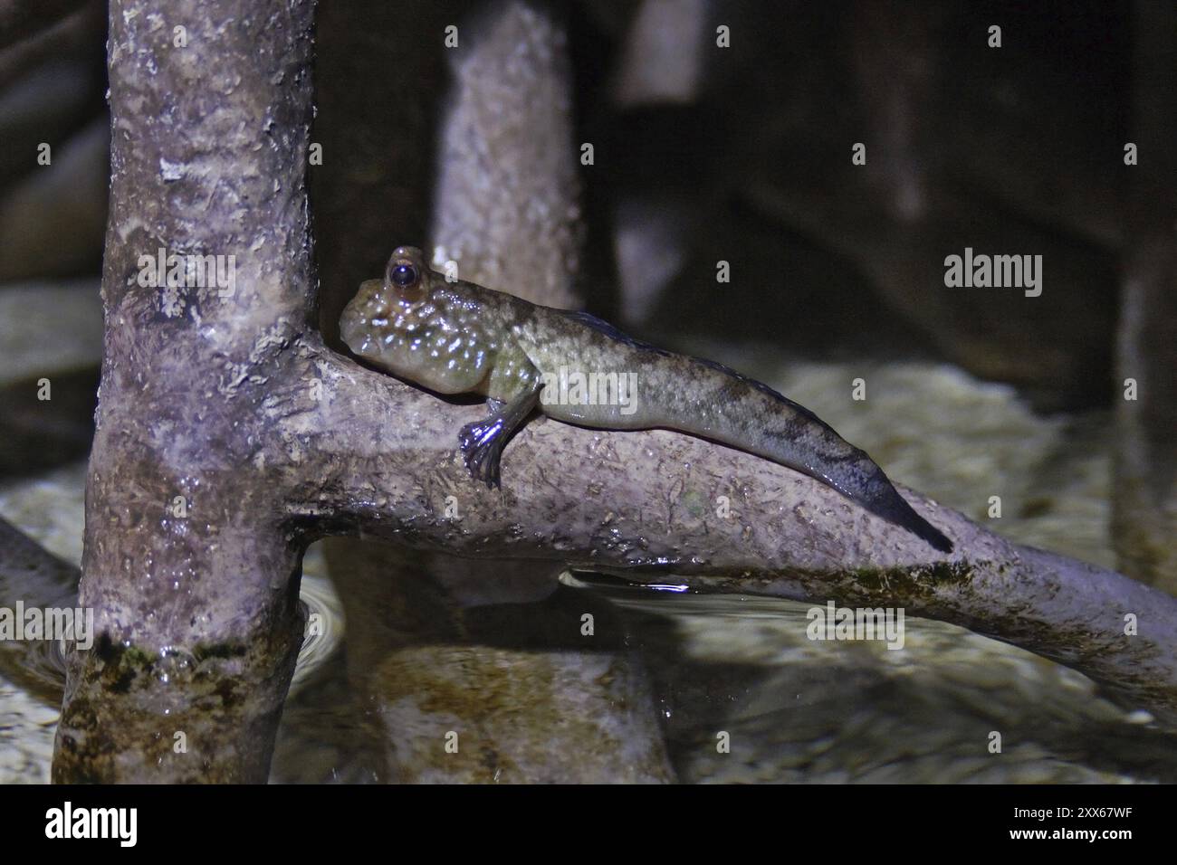 Mudskippers hi-res stock photography and images - Alamy