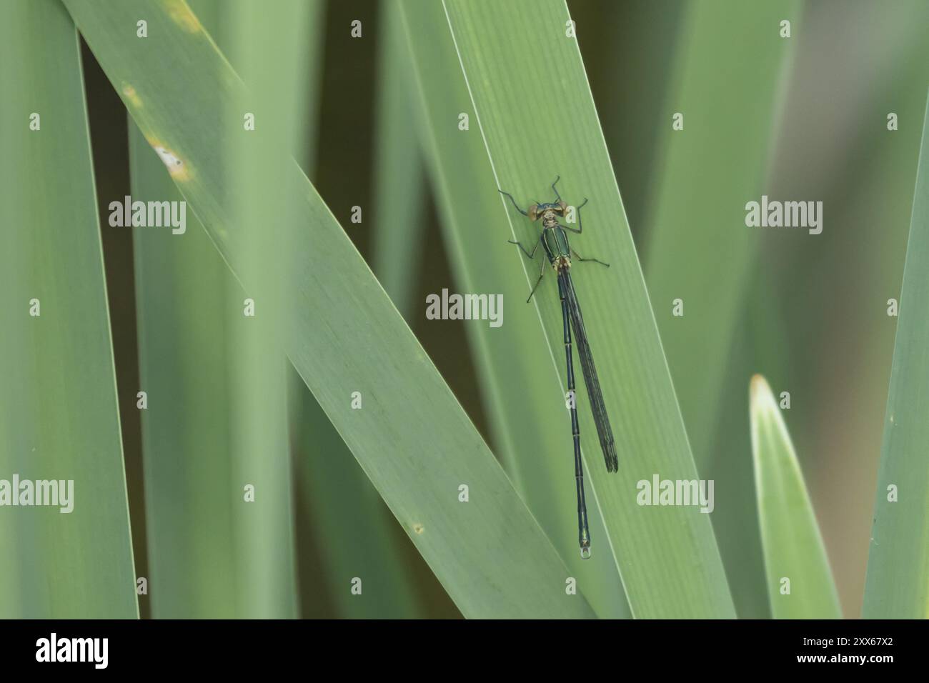 Emerald damselfly (Lestes sponsa) adult female insect resting on a reed ...