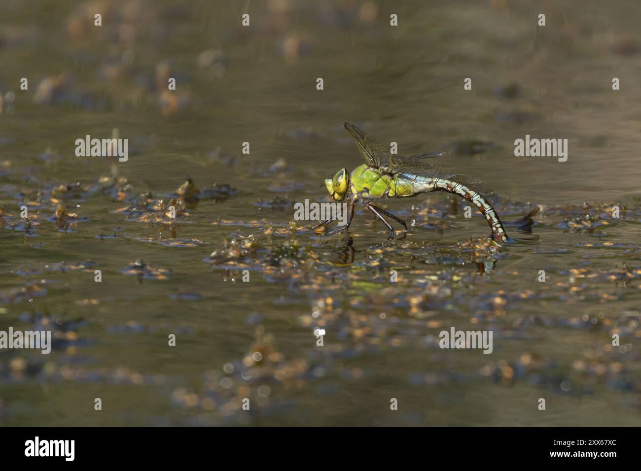 Dragonfly Eggs In Water