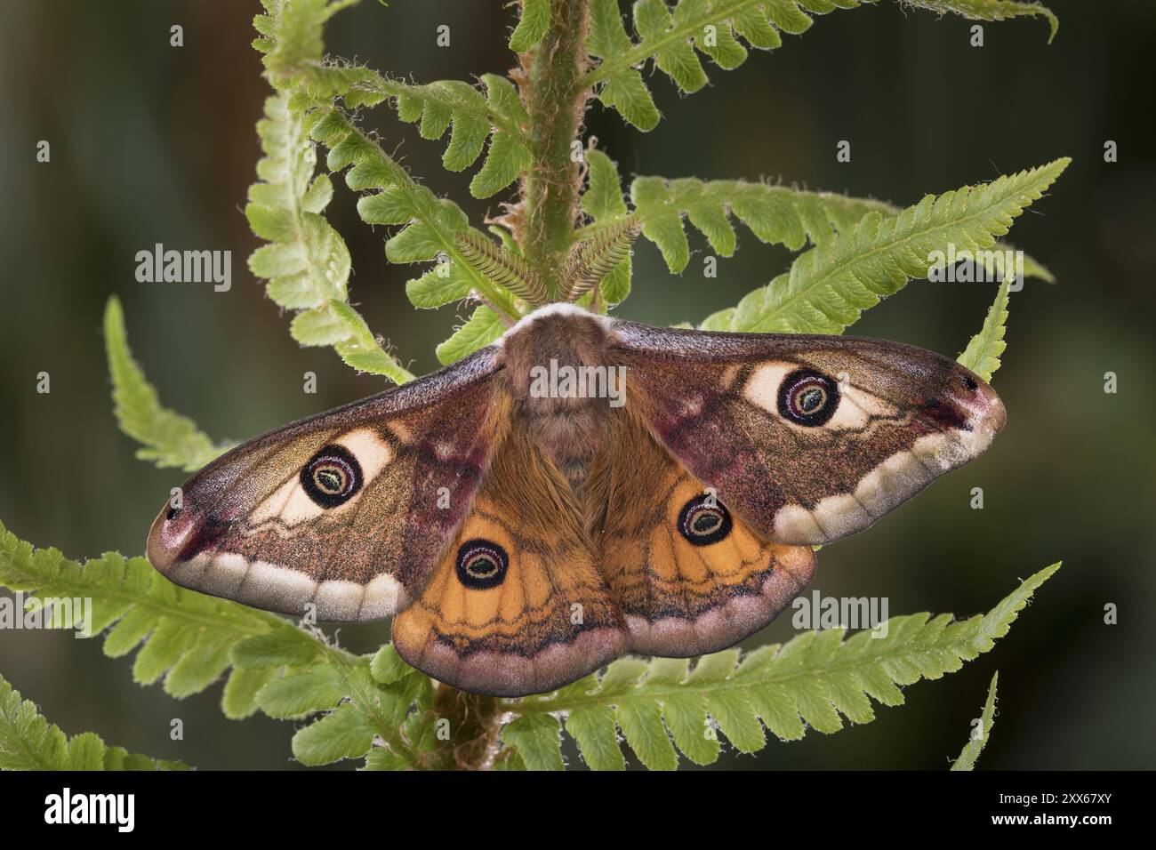 Small emperor moth, male, Saturnia pavonia, small emperor moth, male ...