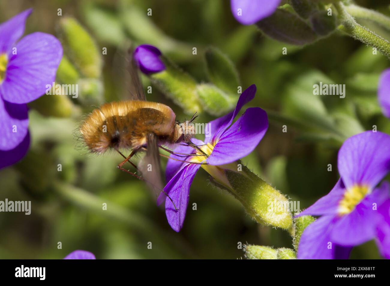Large bee fly, Bombylius major, bee fly Stock Photo - Alamy