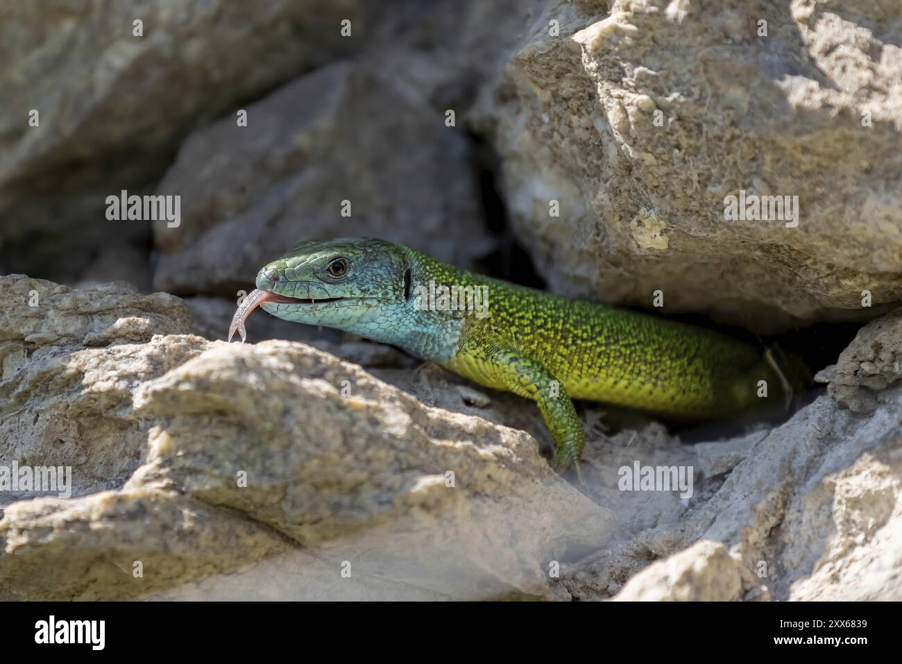 European green lizard (Lacerta viridis) looks out of its cave, lambing ...