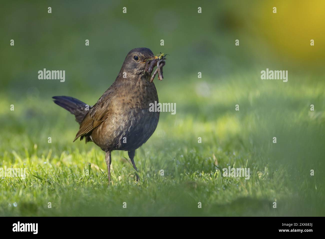 Eurasian blackbird (Turdus merula) adult female bird collecting worms ...