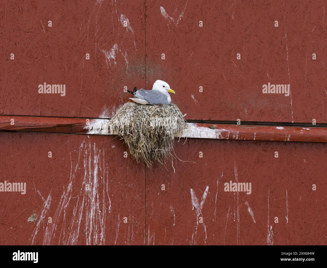 Black-legged kittiwake (Rissa tridactyla), breeding bird on nest, built ...