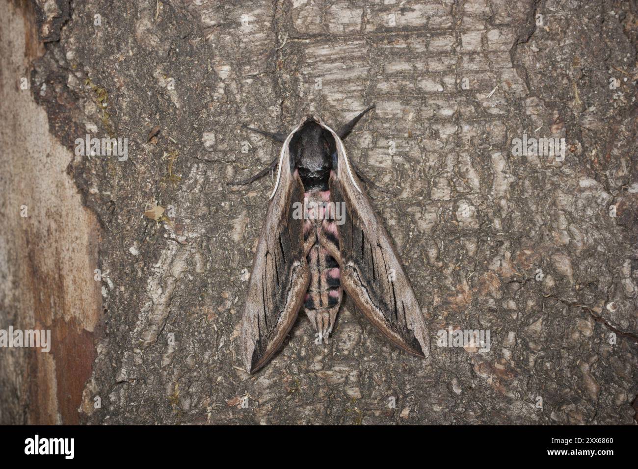 Privet hawk moth, Sphinx ligustri, privet hawk moth Stock Photo - Alamy