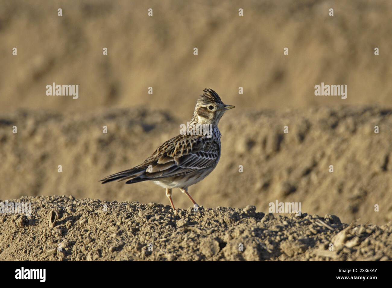 Skylark habitat hi-res stock photography and images - Alamy