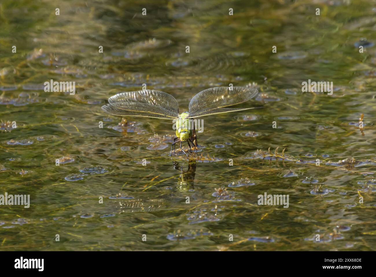 Emperor dragonfly (Anax imperator) adult female insect laying its eggs ...