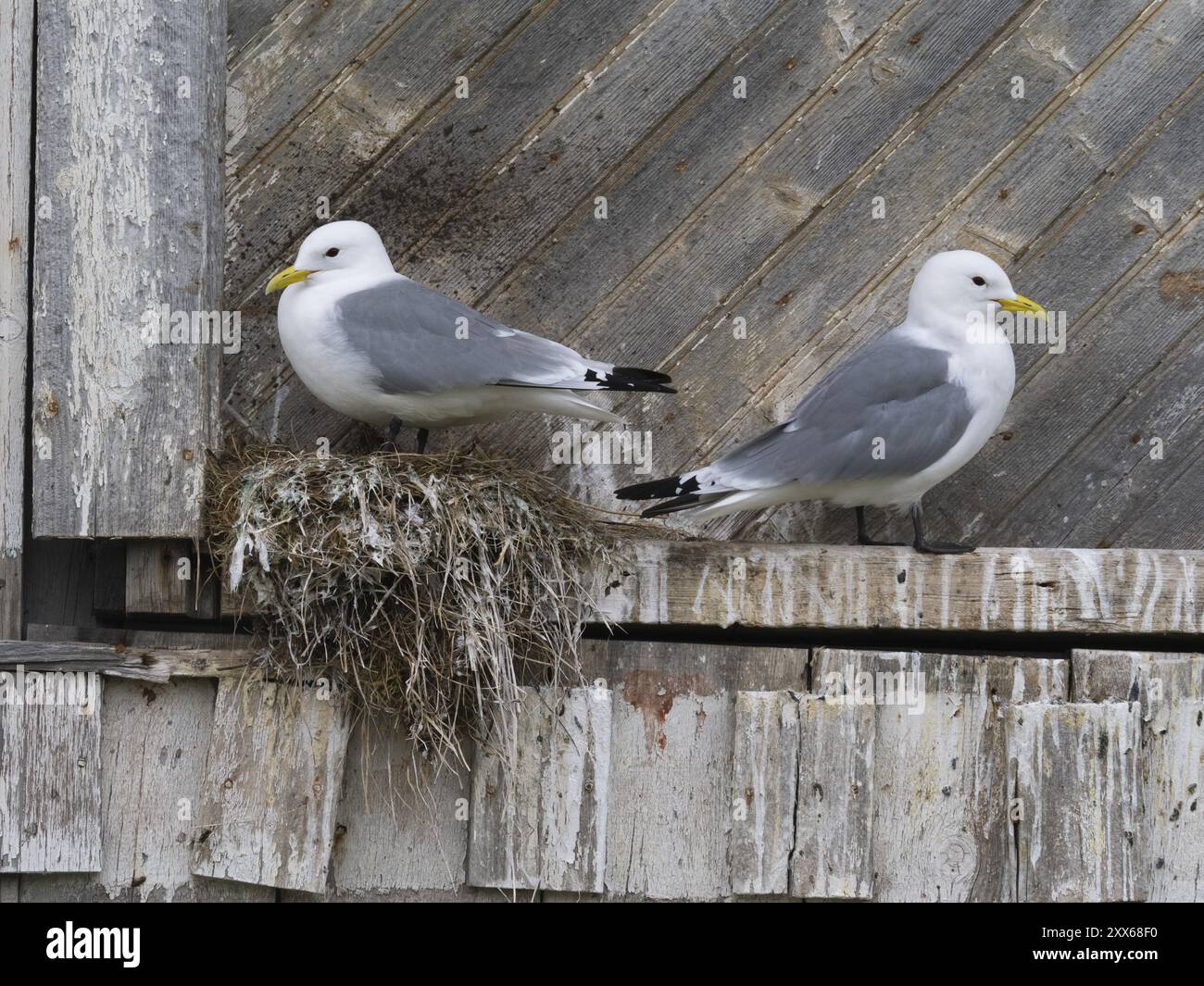 Black-legged kittiwake (Rissa tridactyla), breeding bird on nest, built ...