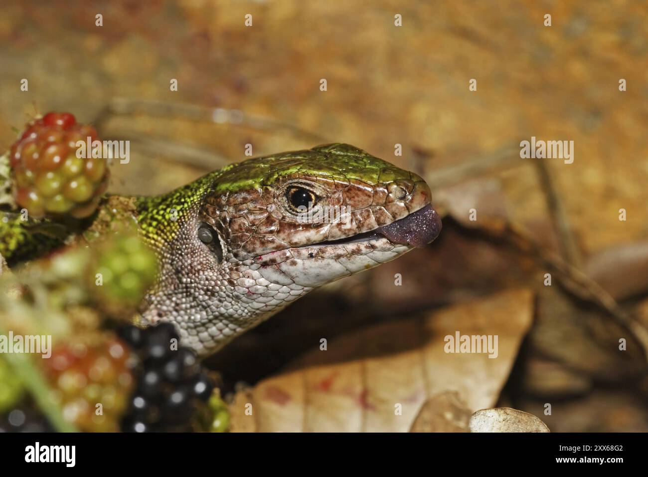 Green lizard, Lacerta viridis, European green lizard Stock Photo - Alamy