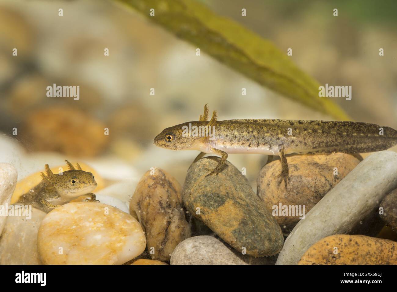 Pond newt larva, Lissotriton vulgaris, smooth newt Stock Photo - Alamy