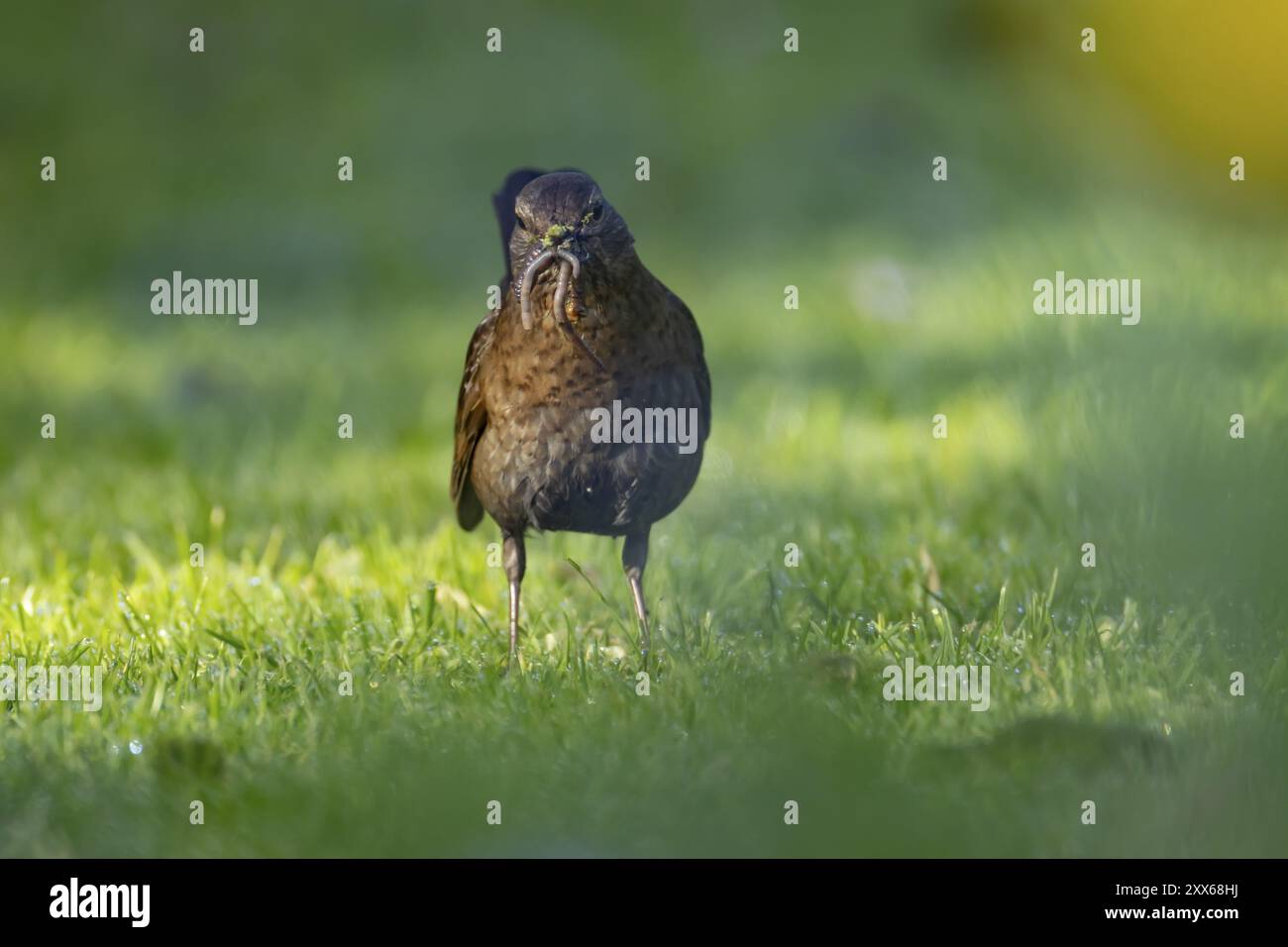 Eurasian blackbird (Turdus merula) adult female bird collecting worms ...