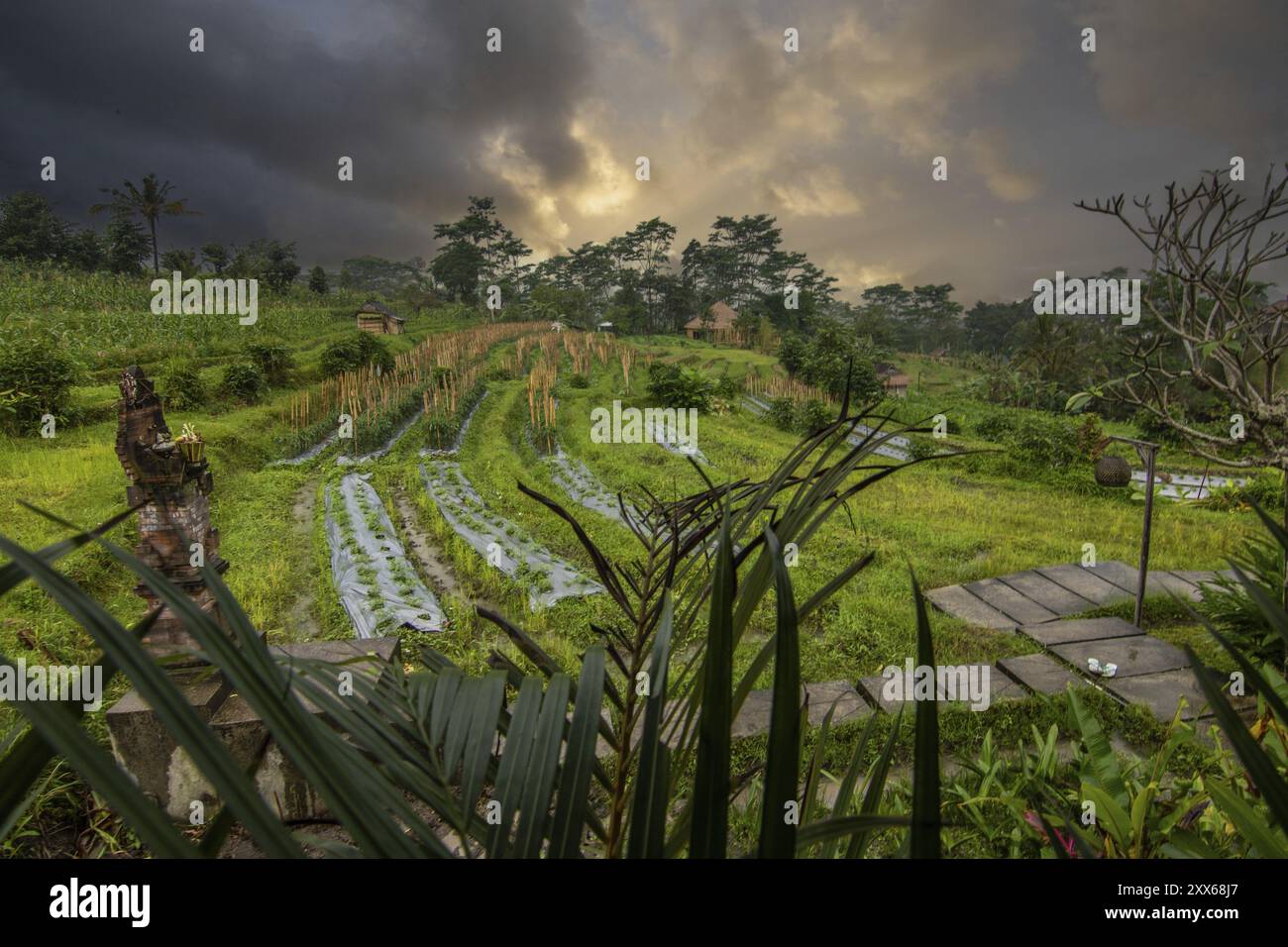 The green side of Bali, green rice terraces in the original Bali. Rice ...