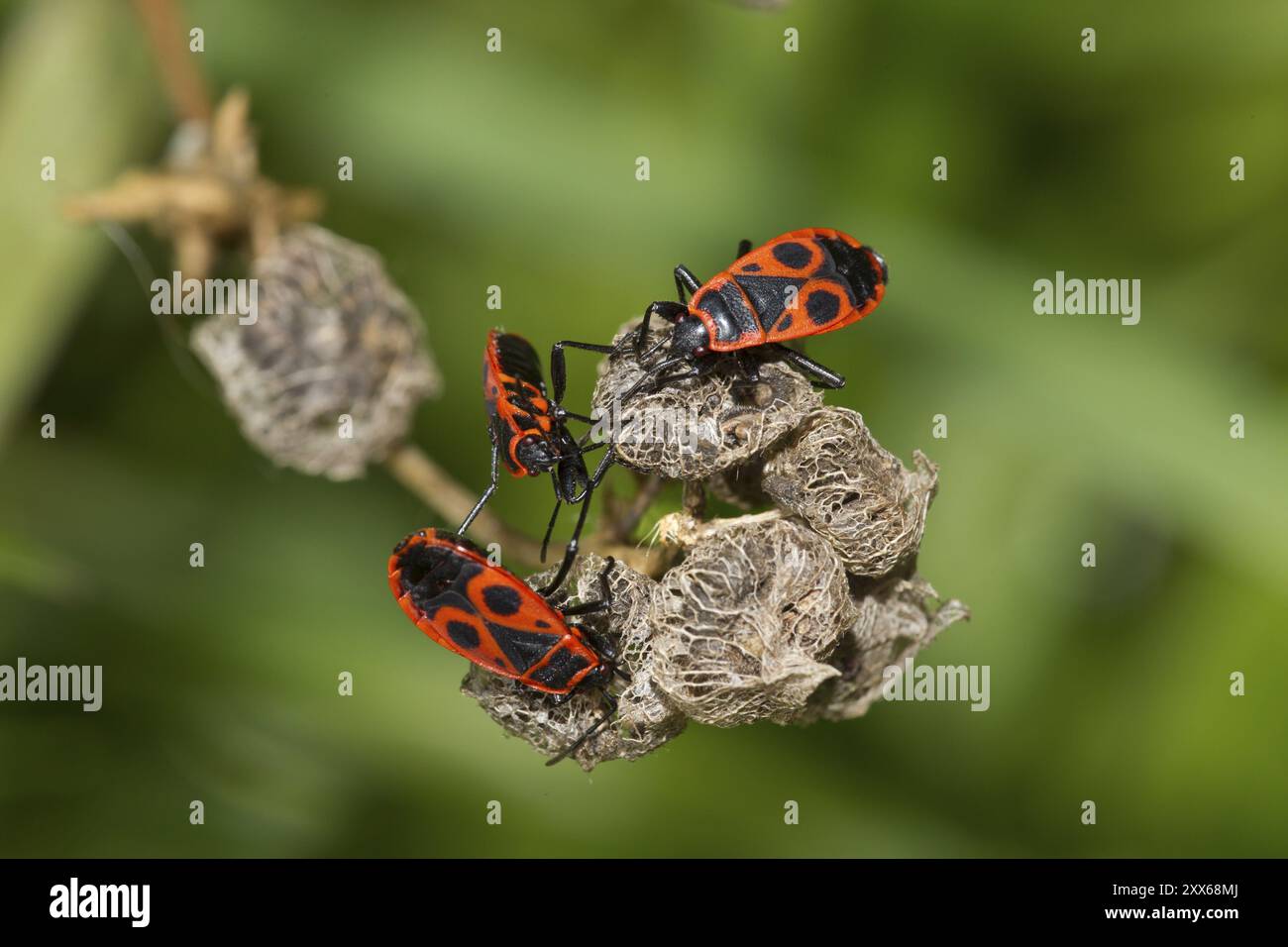 Common fire bug, Pyrrhocoris apterus, firebug Stock Photo - Alamy