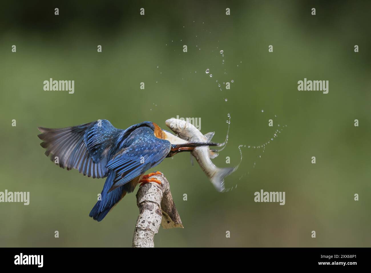 A kingfisher catches a fish in flight, splashing water forms around it ...