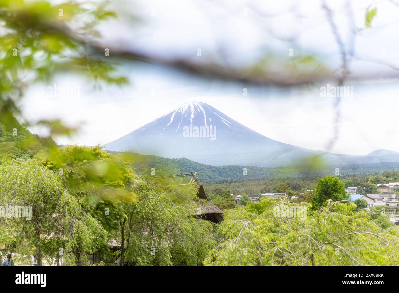 Peering through Trees to see Mount Fuji, tokyo Japan Stock Photo - Alamy
