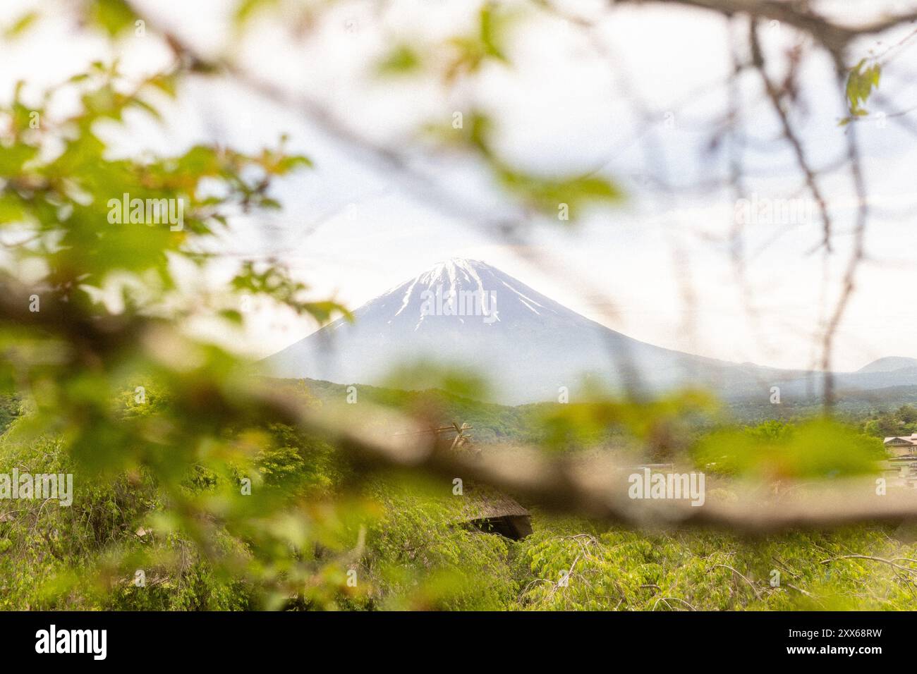Mount Fuji rises behind budding branches, captured through natural ...
