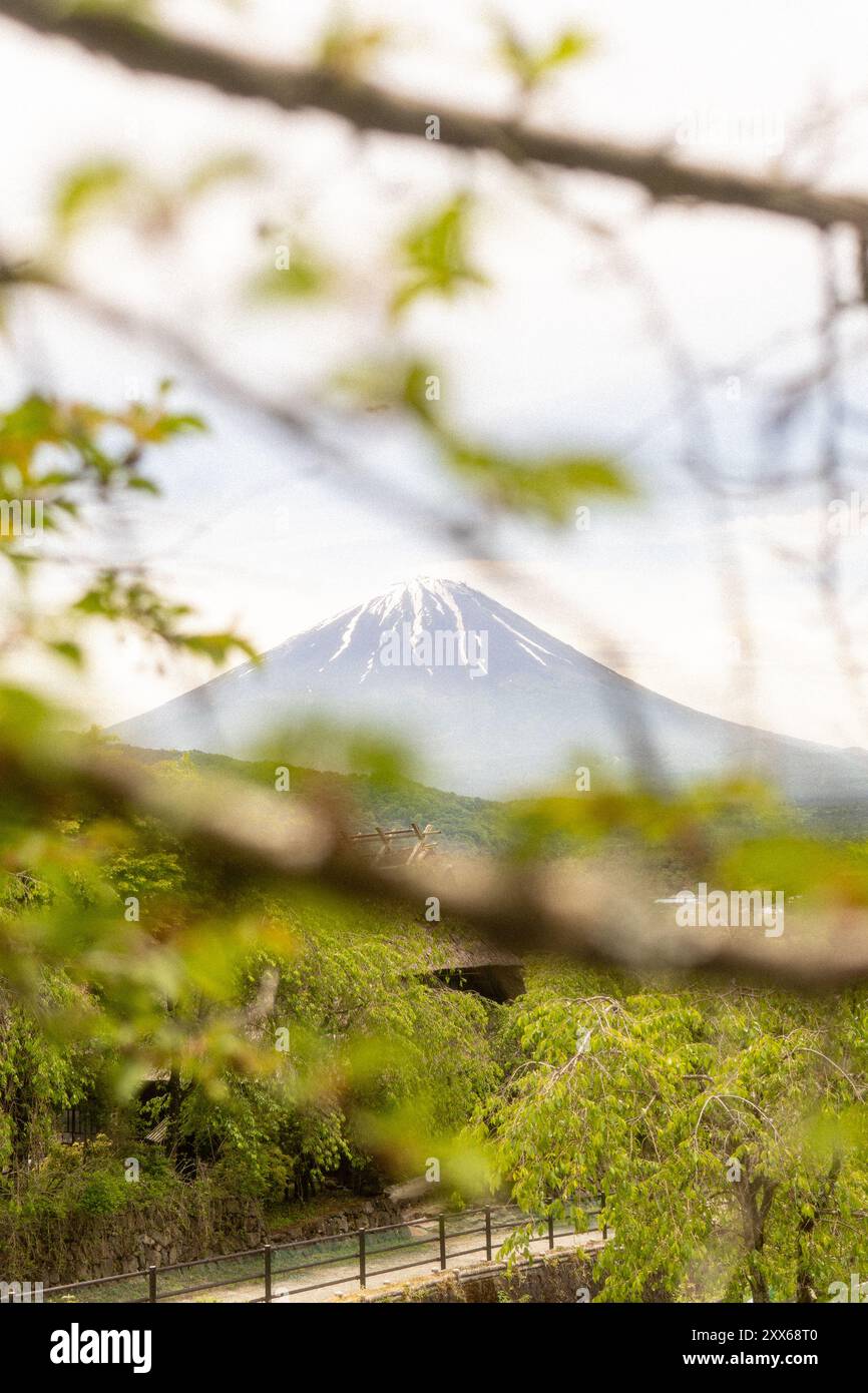 Peering through Trees to see Mount Fuji, tokyo Japan Stock Photo - Alamy