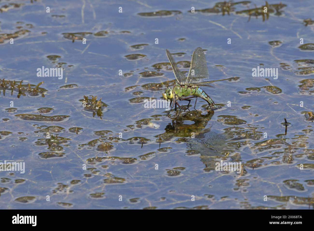 Emperor dragonfly (Anax imperator) adult female insect laying its eggs ...