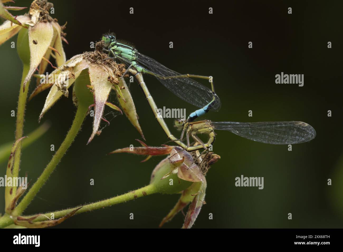 Common blue damselfly (Enallagma cyathigerum) two adult insects mating ...
