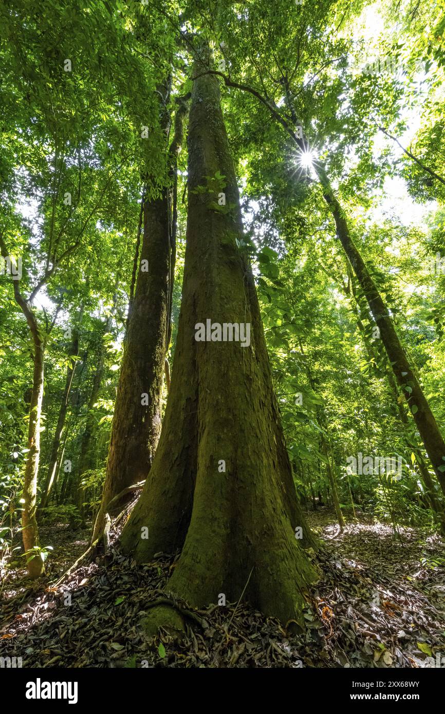 Tall trees in dense vegetation in the rainforest, Sun Star, Corcovado ...