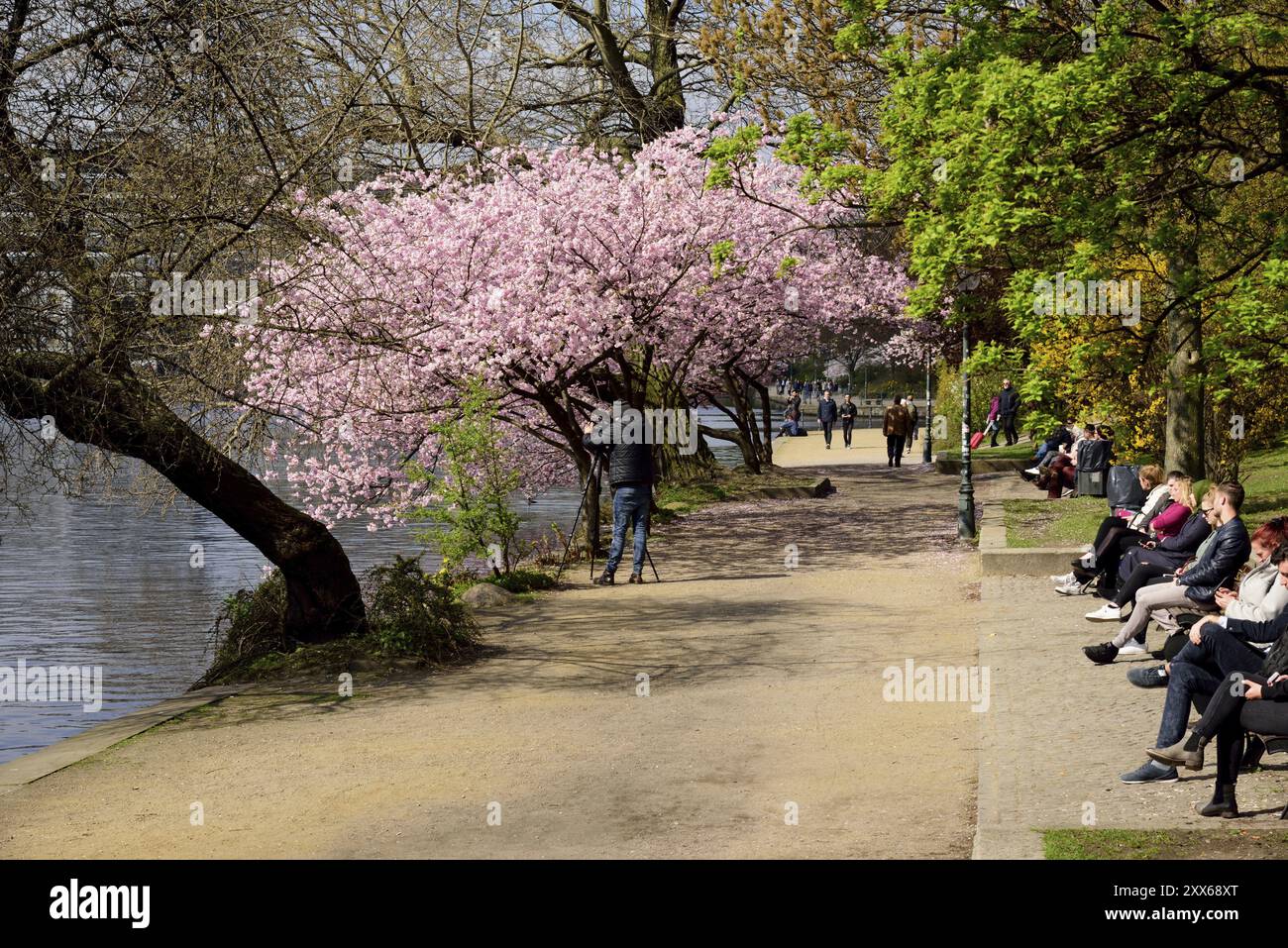 Hamburg, Alster, Fruehling, Japanische Bluetenkirsche Stock Photo - Alamy