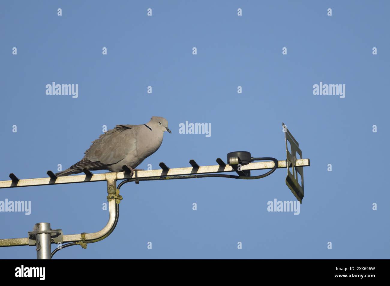Dove sleeping hi-res stock photography and images - Alamy