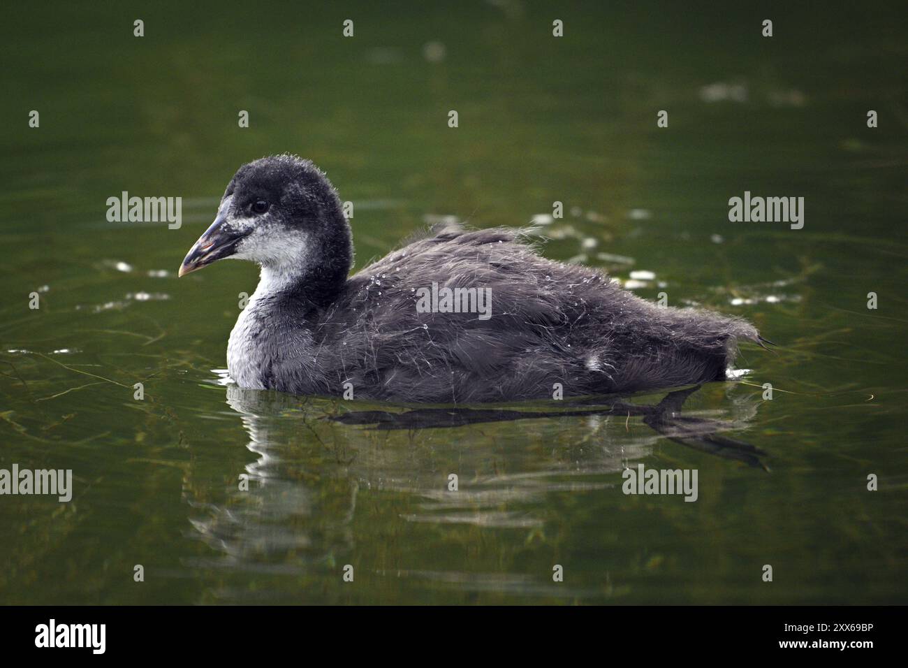 Common Coot (Fulica atra) portrait of young bird in the water Stock ...
