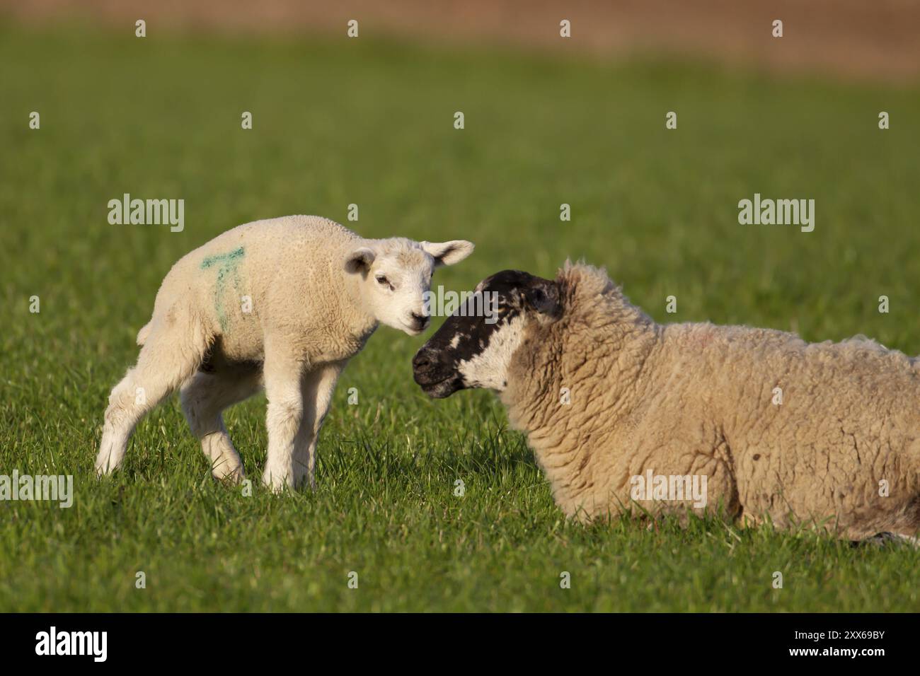 Domestic sheep (Ovis aries) adult ewe farm animal and juvenile baby ...