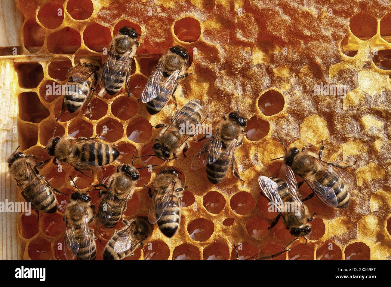 Russian honey bee hi-res stock photography and images - Alamy