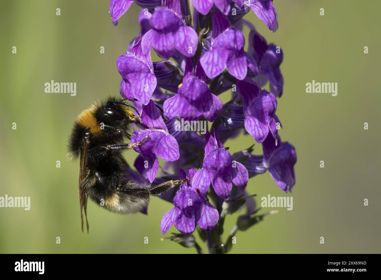 British bumble bee hi-res stock photography and images - Alamy