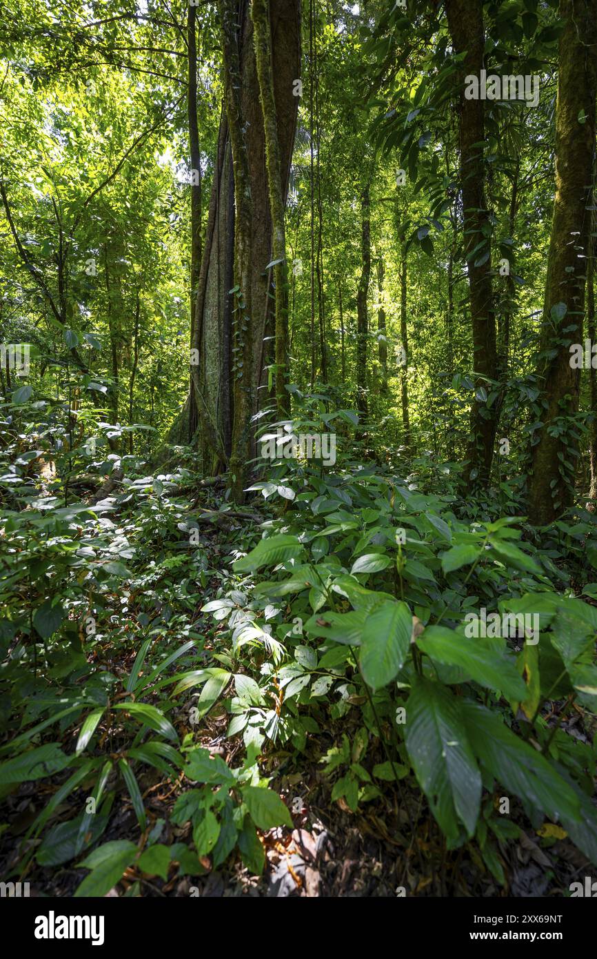 Tropical rainforest, dense green vegetation, Corcovado National Park ...