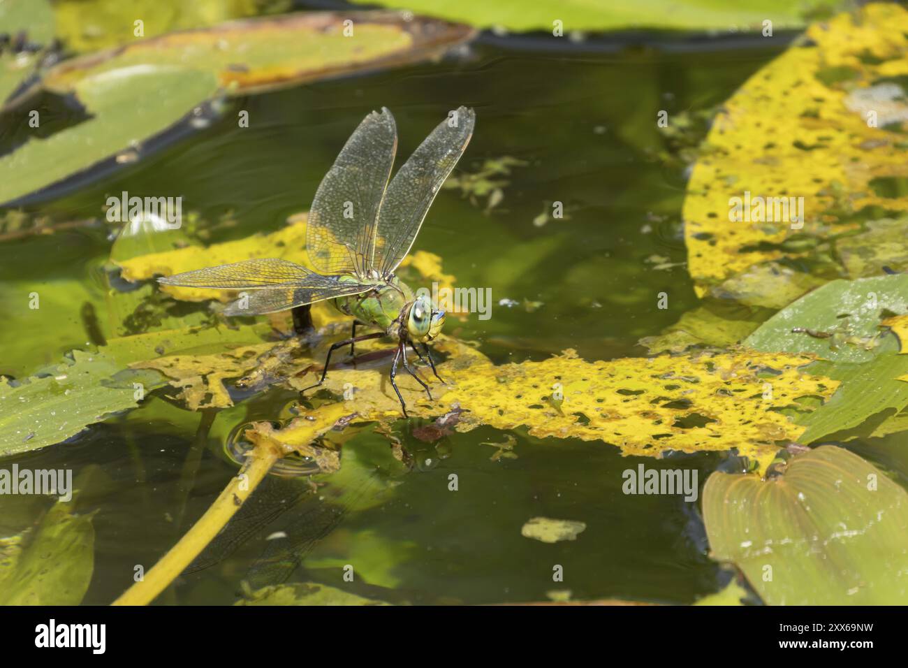 Emperor dragonfly (Anax imperator) adult female insect laying its eggs ...