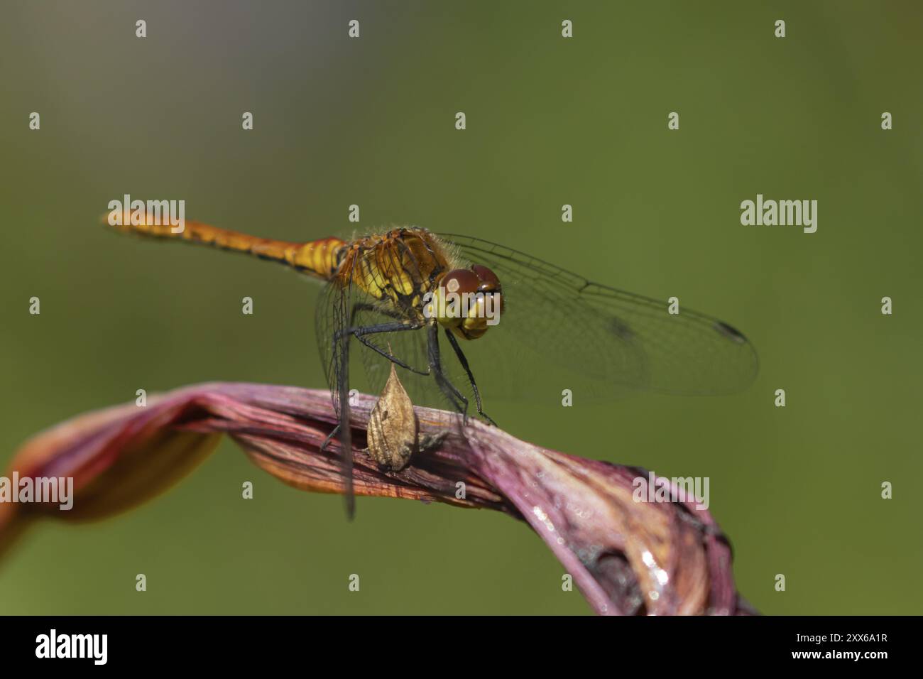 Common darter dragonfly (Sympetrum striolatum) adult female insect ...