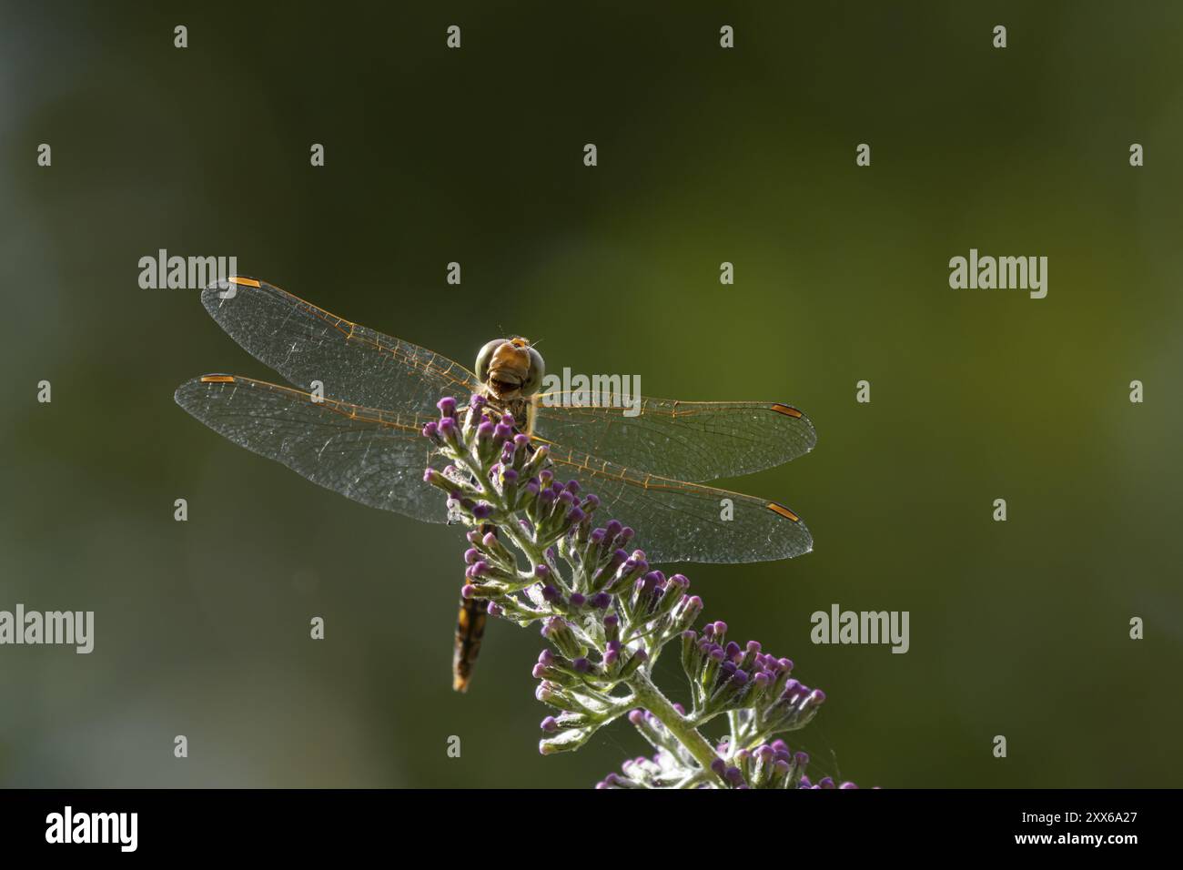 Common darter dragonfly (Sympetrum striolatum) adult insect resting on ...