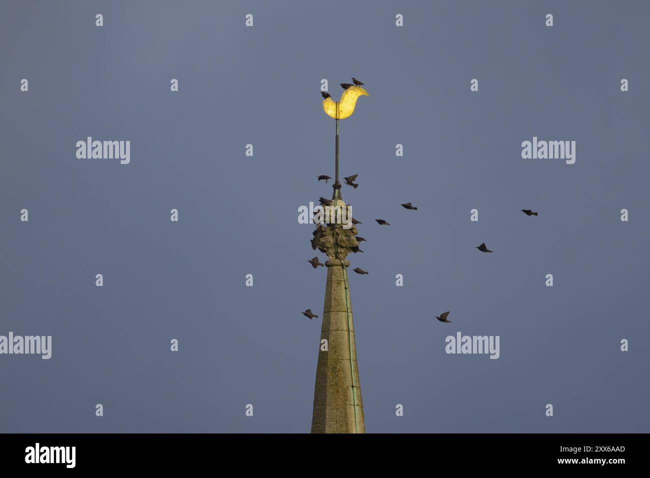 Common starling (Sturnus vulgaris) adult birds on and flying around a ...