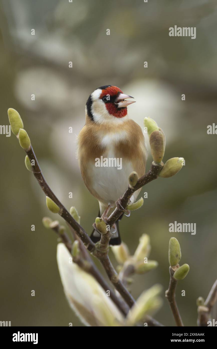 Sing bloom hi-res stock photography and images - Alamy