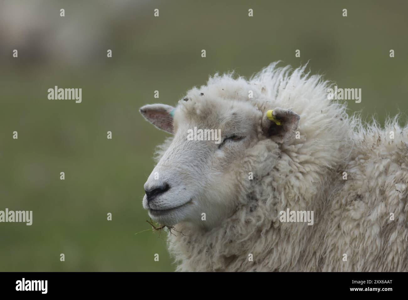 Domestic sheep (Ovis aries) adult ewe farm animal standing in a grass ...