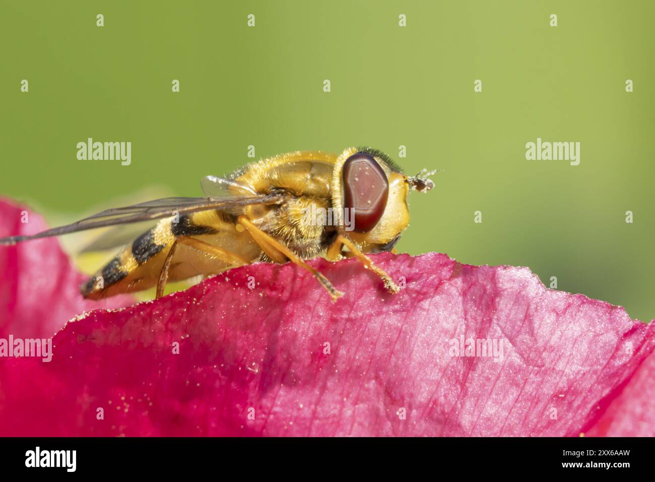Common hoverfly (Eupeodes corollae) adult insect resting on a garden ...