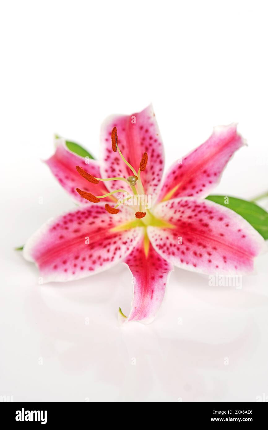 Tiger pink lily flower on white background with reflection.Asiatic lily ...