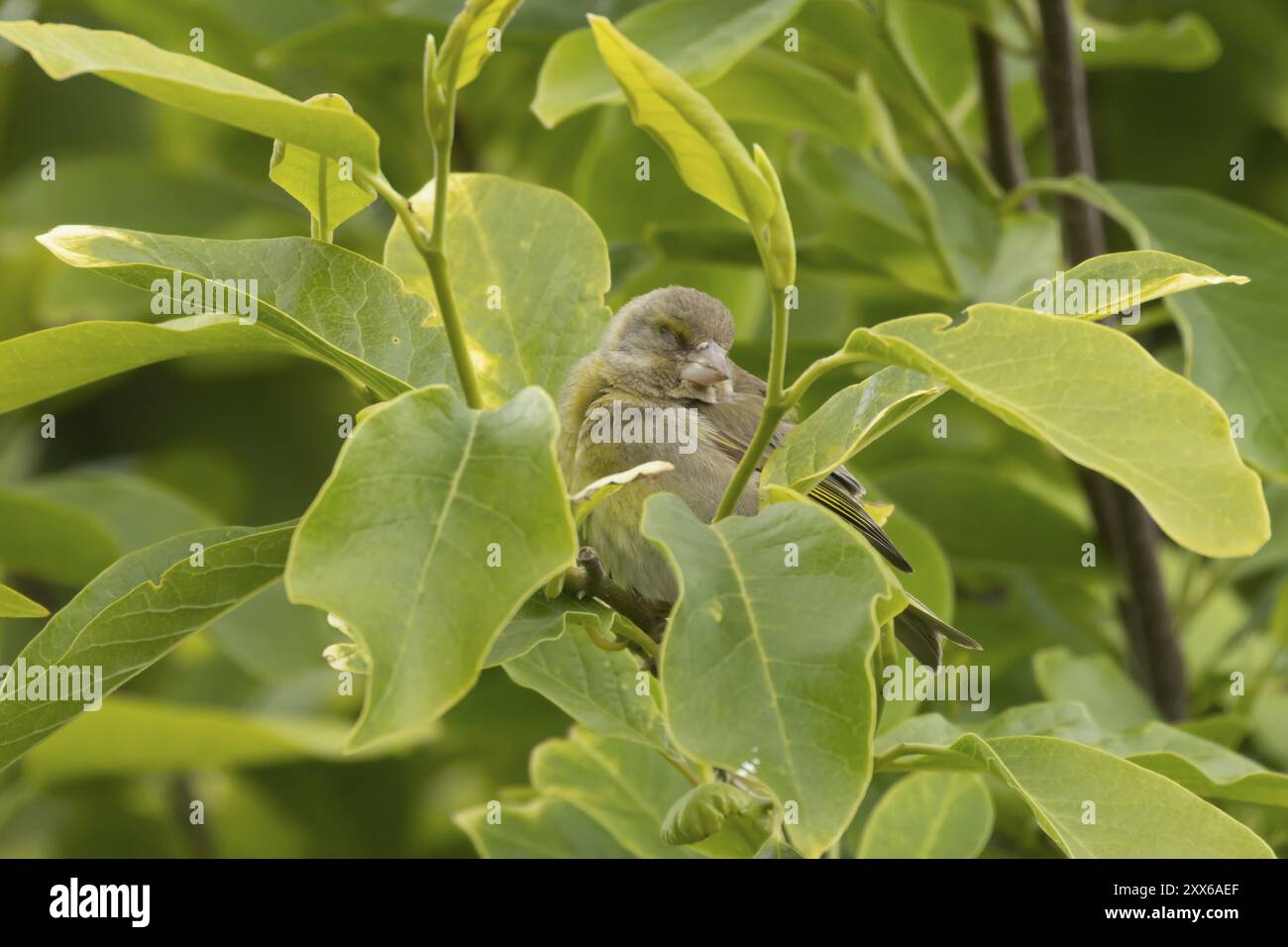 European greenfinch (Chloris chloris) adult bird sleeping in a garden ...