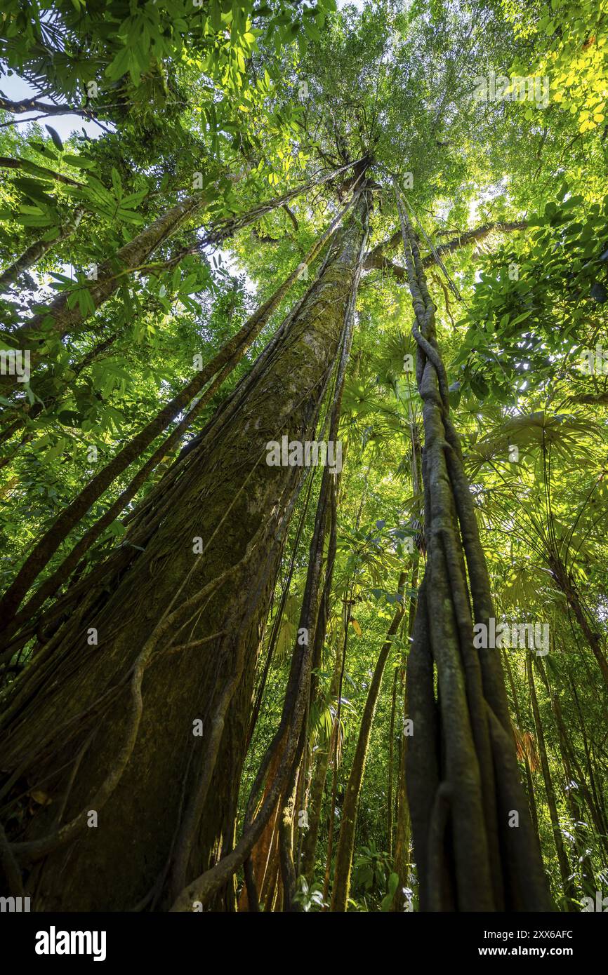 Dense vegetation in the tropical rainforest, roots of a strangler fig ...