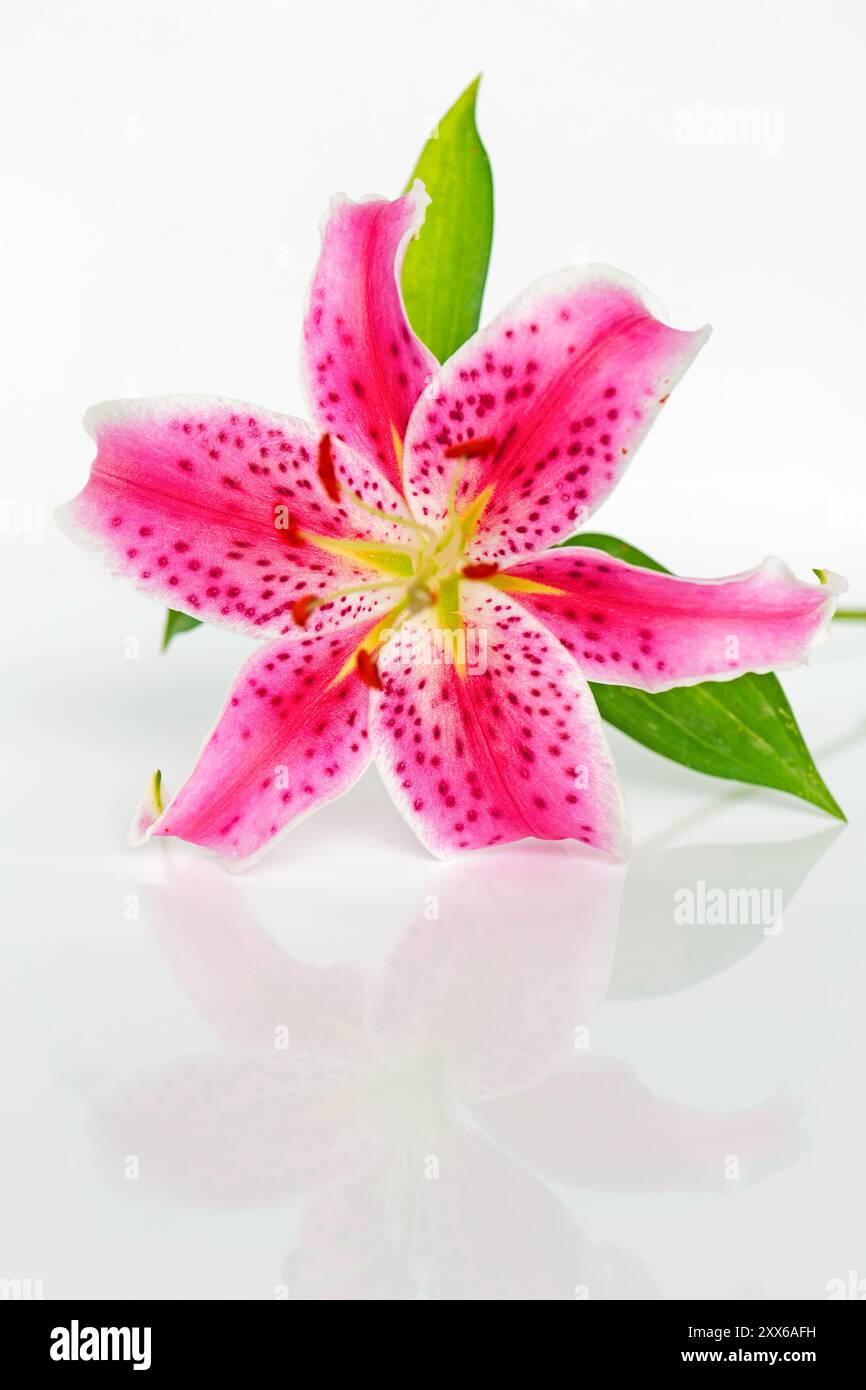 Tiger pink lily on white background with reflection.Asiatic lily ...