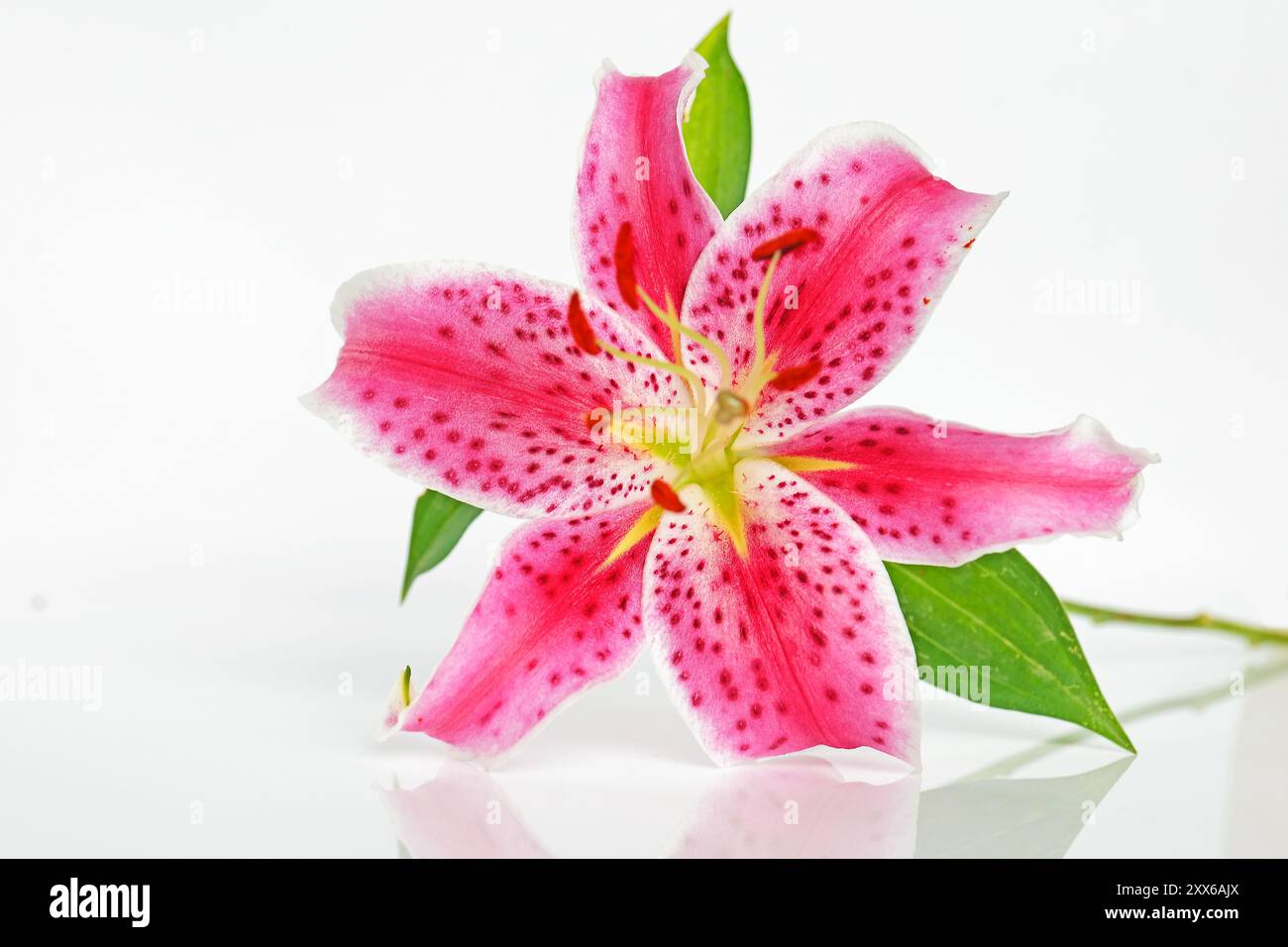 Tiger pink lily flower on white background with reflection.Asiatic lily ...