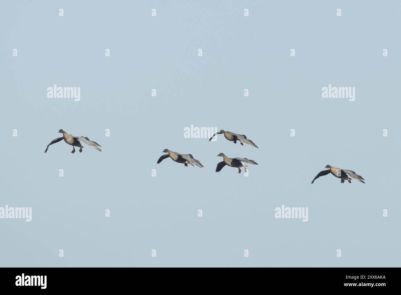 Pink-footed goose (Anser brachyrhynchus) five adult geese in flight ...