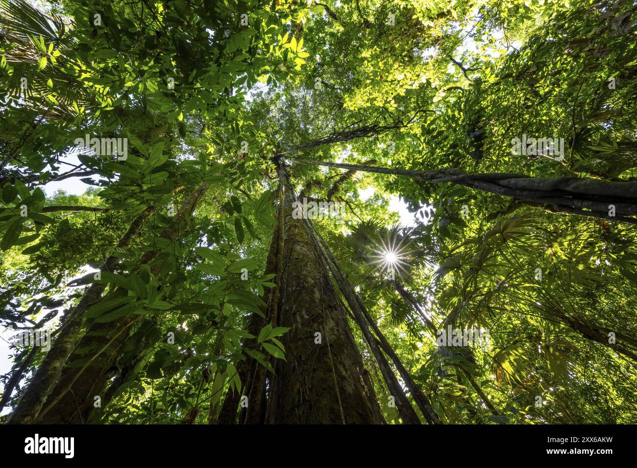 Dense vegetation in the tropical rainforest, roots of a strangler fig ...