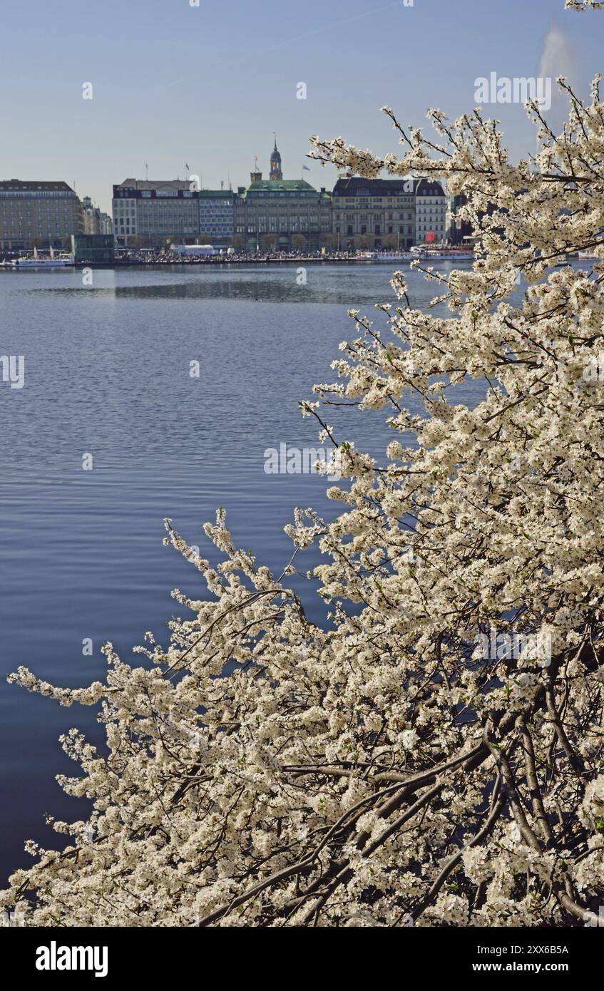 Hamburg, Alster, Fruehling, Japanische Bluetenkirsche Stock Photo - Alamy