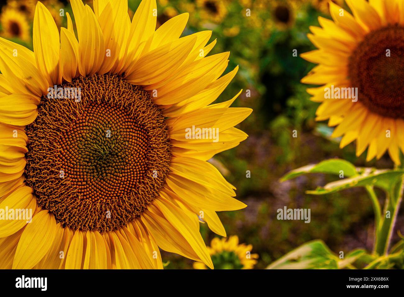 Sunflower helianthus annuus blooms hi-res stock photography and images ...