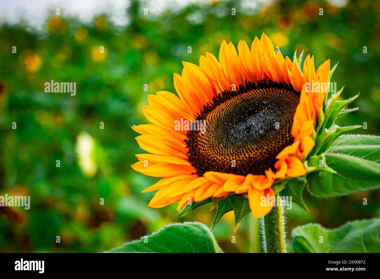 Yellow Sunflower Opening - Close Up Stock Photo - Alamy